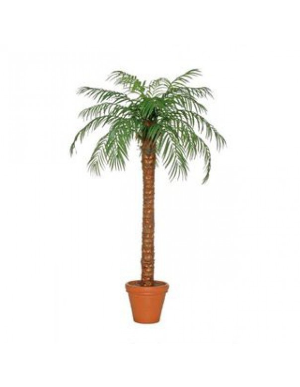 Palmboom 220 cm huren? - Hettema Verhuur